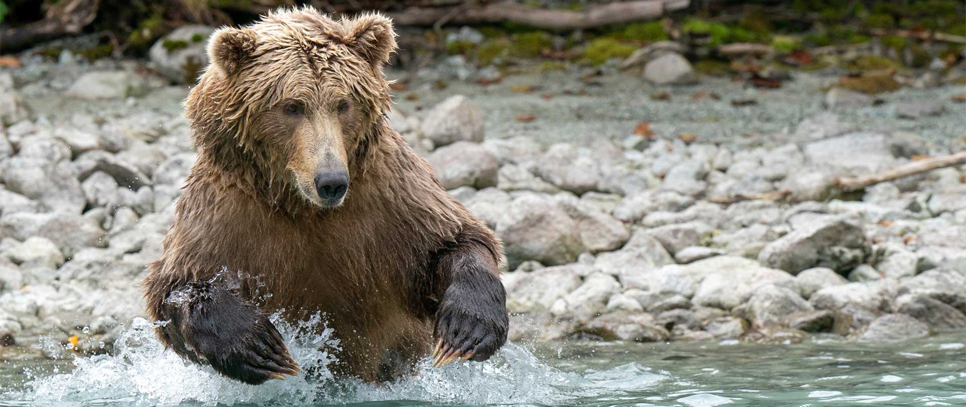 Venturing into the Wilderness: A Safari to Katmai and Lake Clark ...